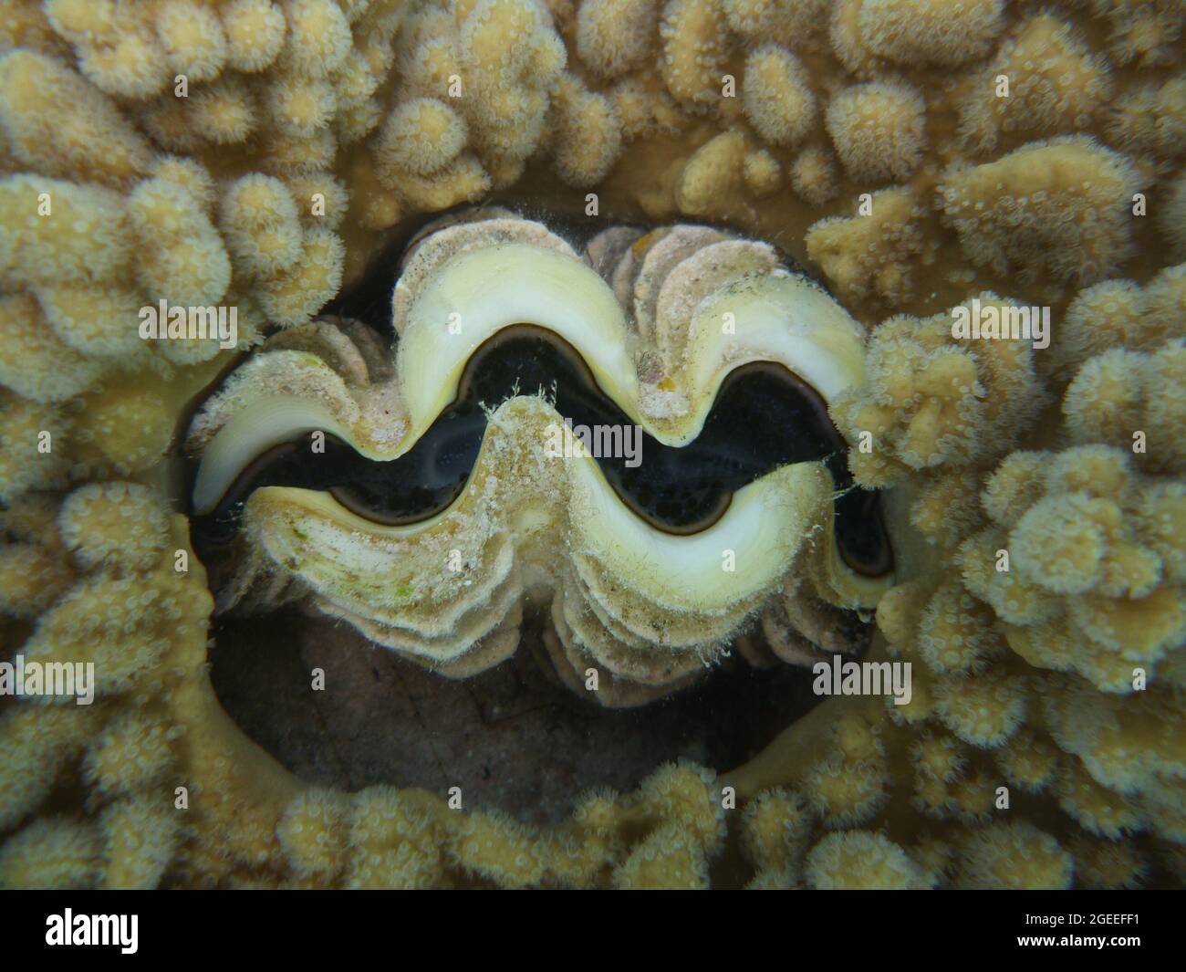 tridacna shell with clam, Egypt Stock Photo - Alamy
