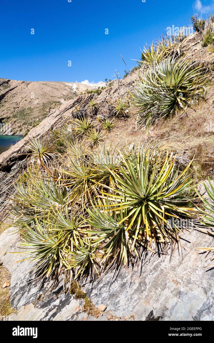 Plants at Isla del Sol (Island of the Sun) in Titicaca lake, Bolivia ...