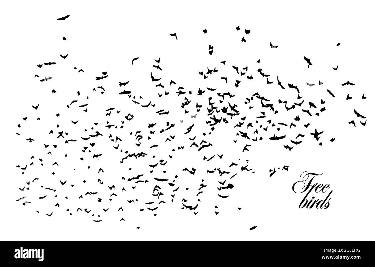 A flock of flying birds. A large flock of flying crows. Vector ...