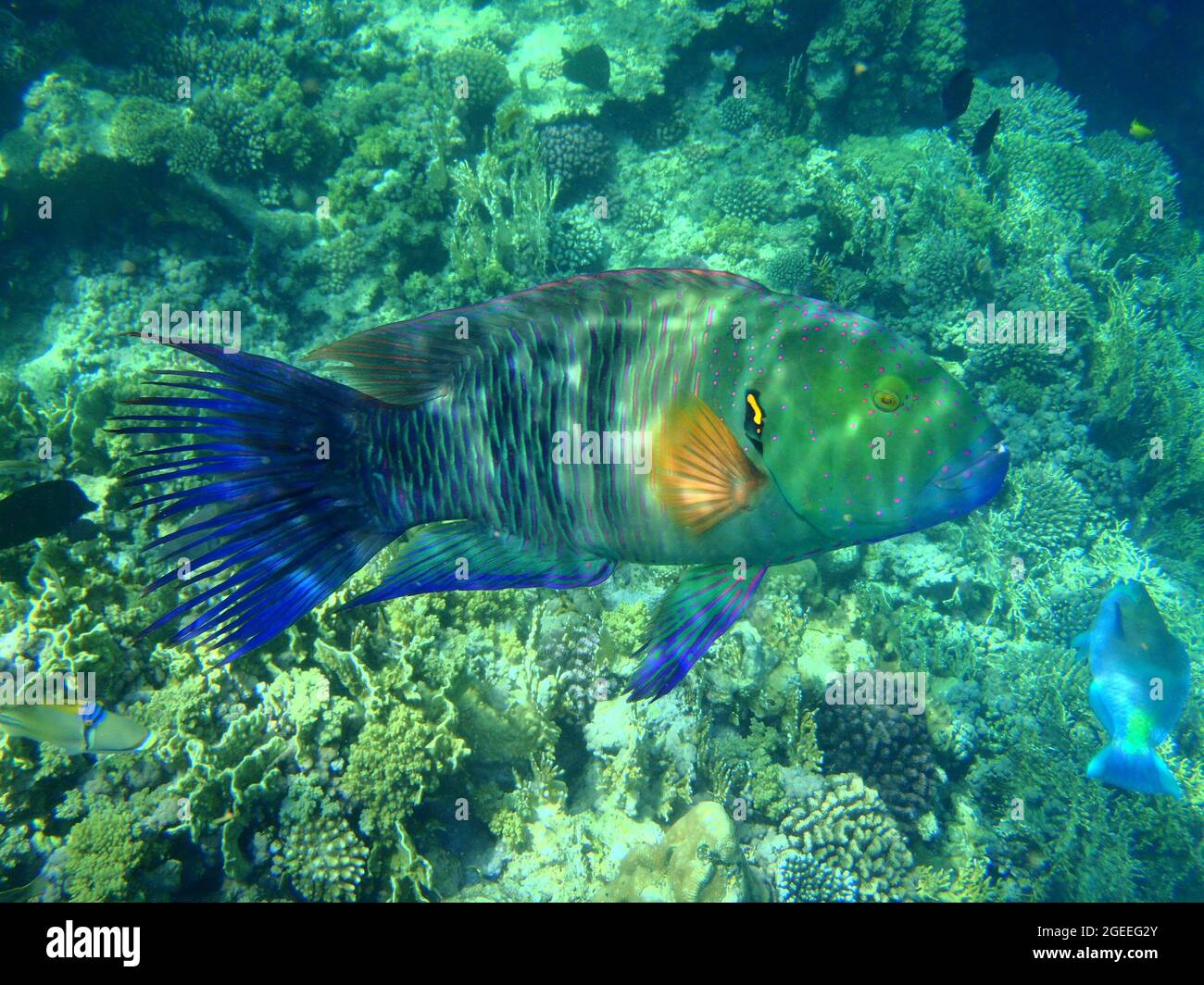 Broomtail Wrasse, Cheilinus Lunulatus, Eilat, Rotes Meer, Egypt Stock ...