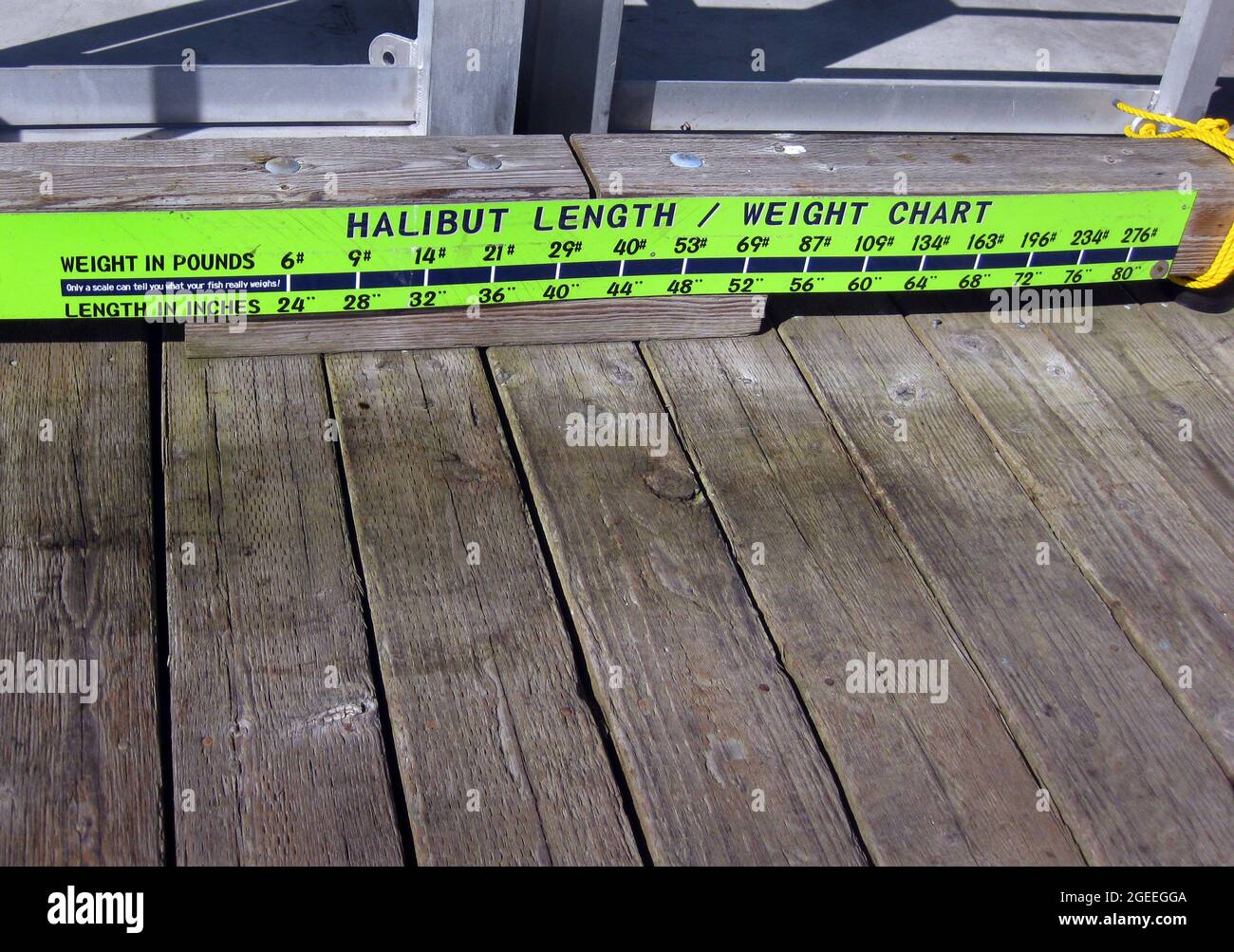Neon green Halibut Chart is affixed to the wooden wharf at Valdez ...