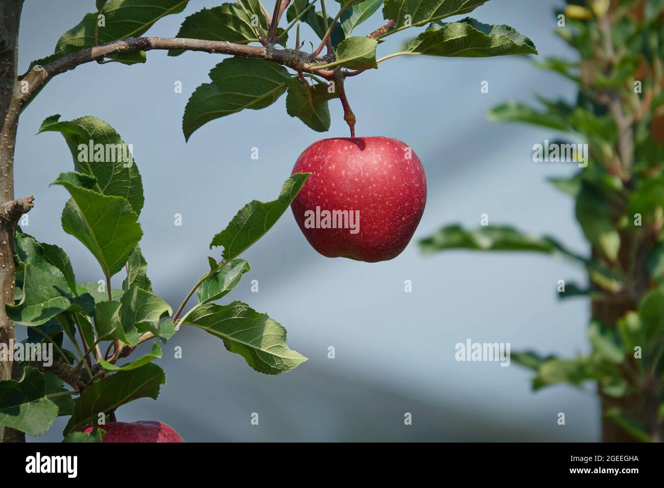 Organic apples hanging from a tree branch in an apple orchard Stock ...