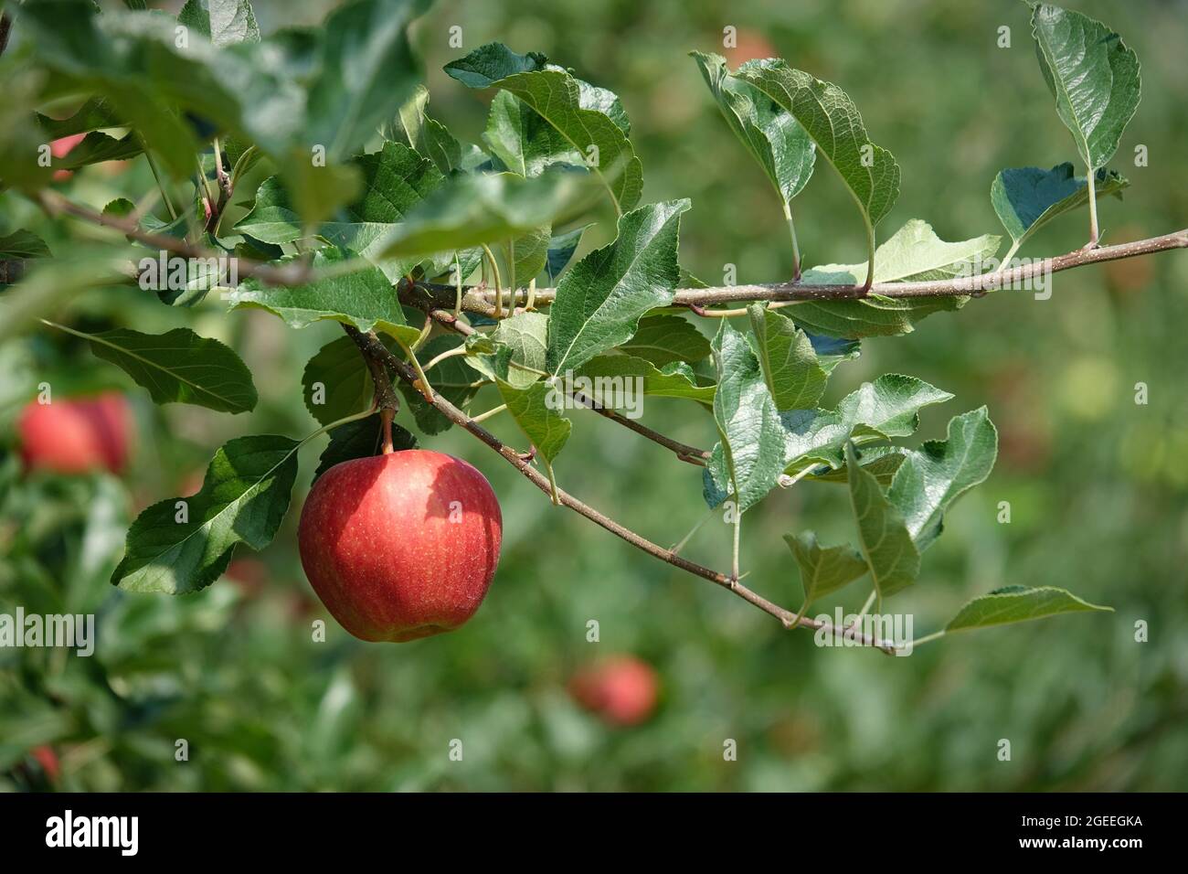 Organic apples hanging from a tree branch in an apple orchard Stock ...