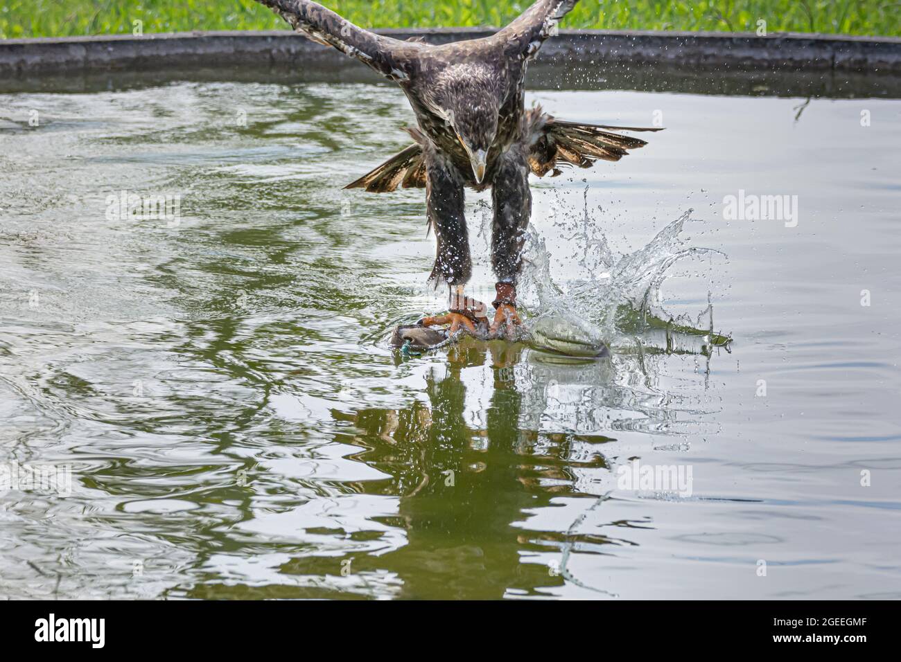 Closeup of the Golden eagle hunting a fish Stock Photo - Alamy