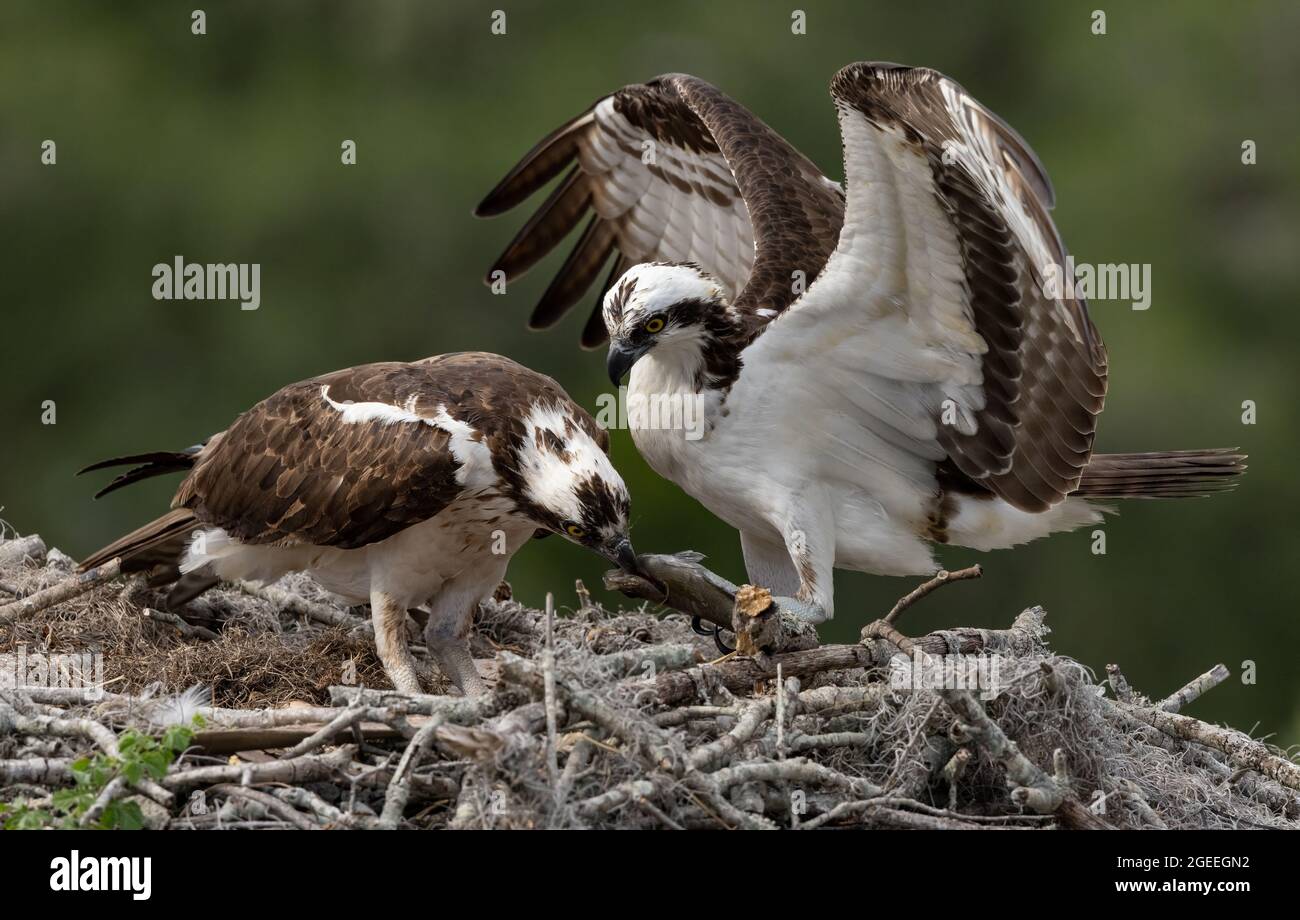 An osprey in Florida Stock Photo - Alamy