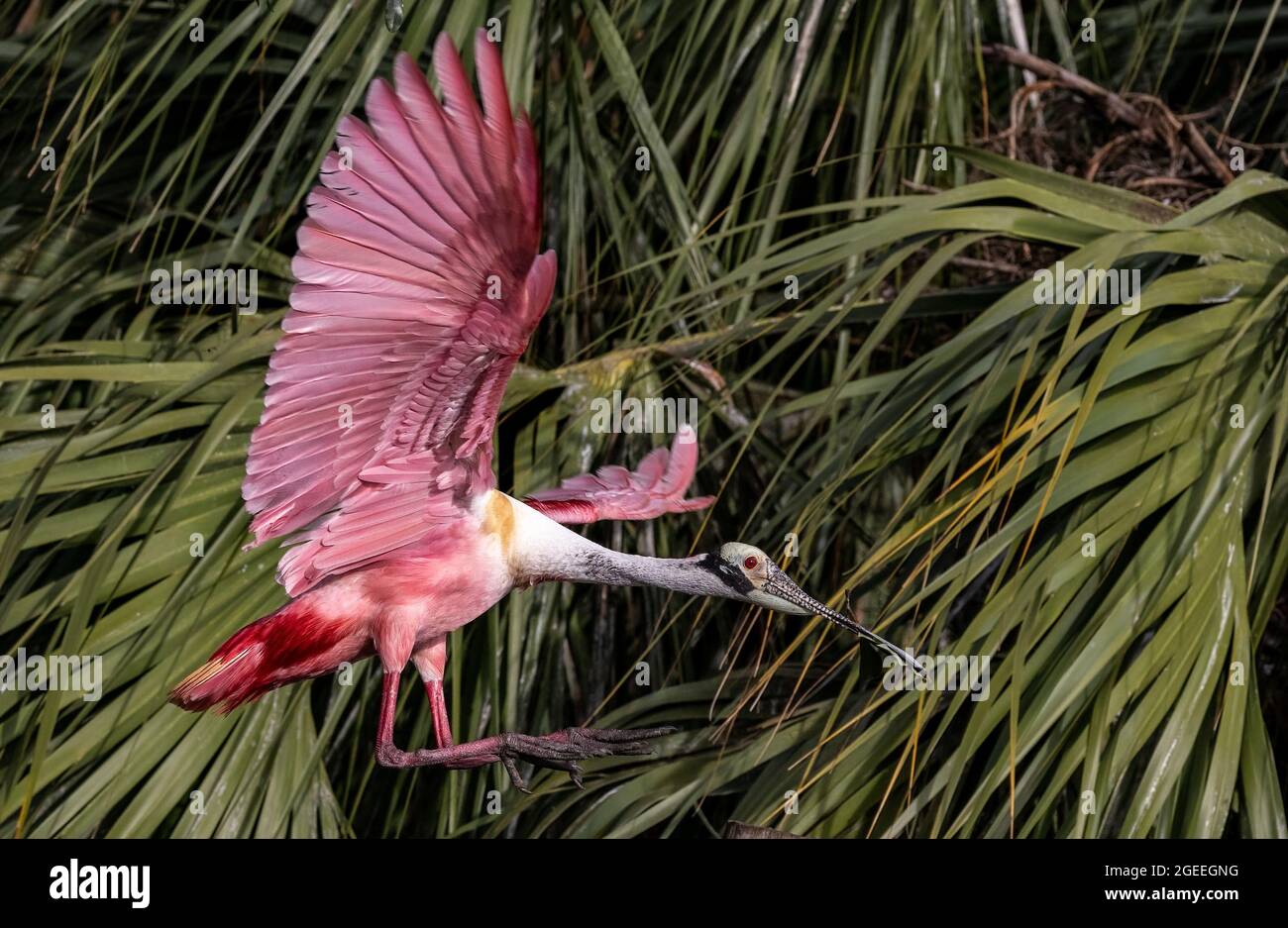 Roseate spoonbill in Florida Stock Photo - Alamy