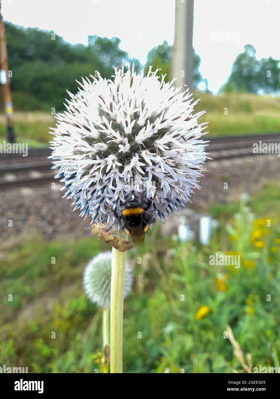 Vertical shot of a glandular globe-thistle flower on a blurred ...