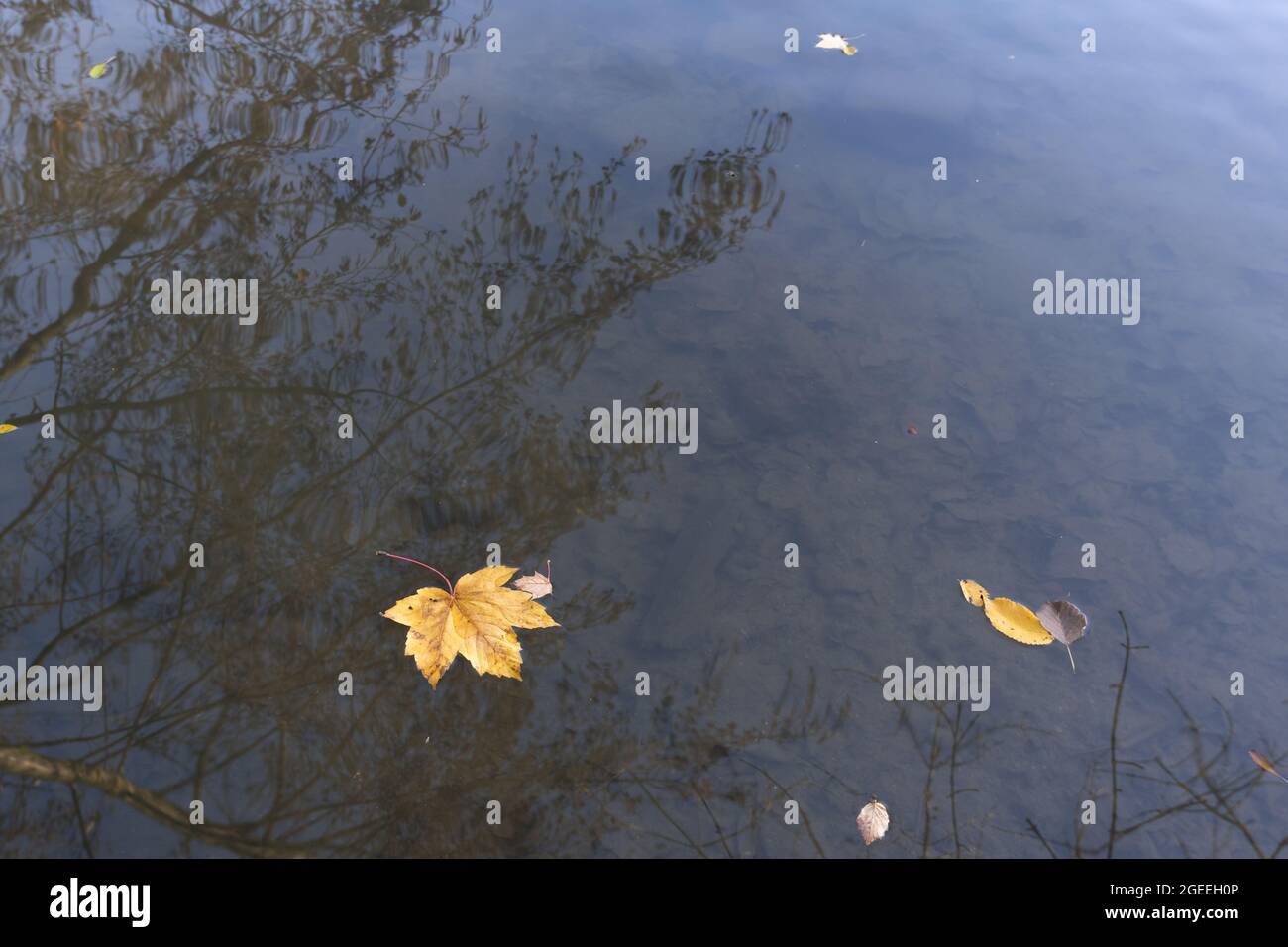 Yellow autumn leaf floating in river with transparent water with ...