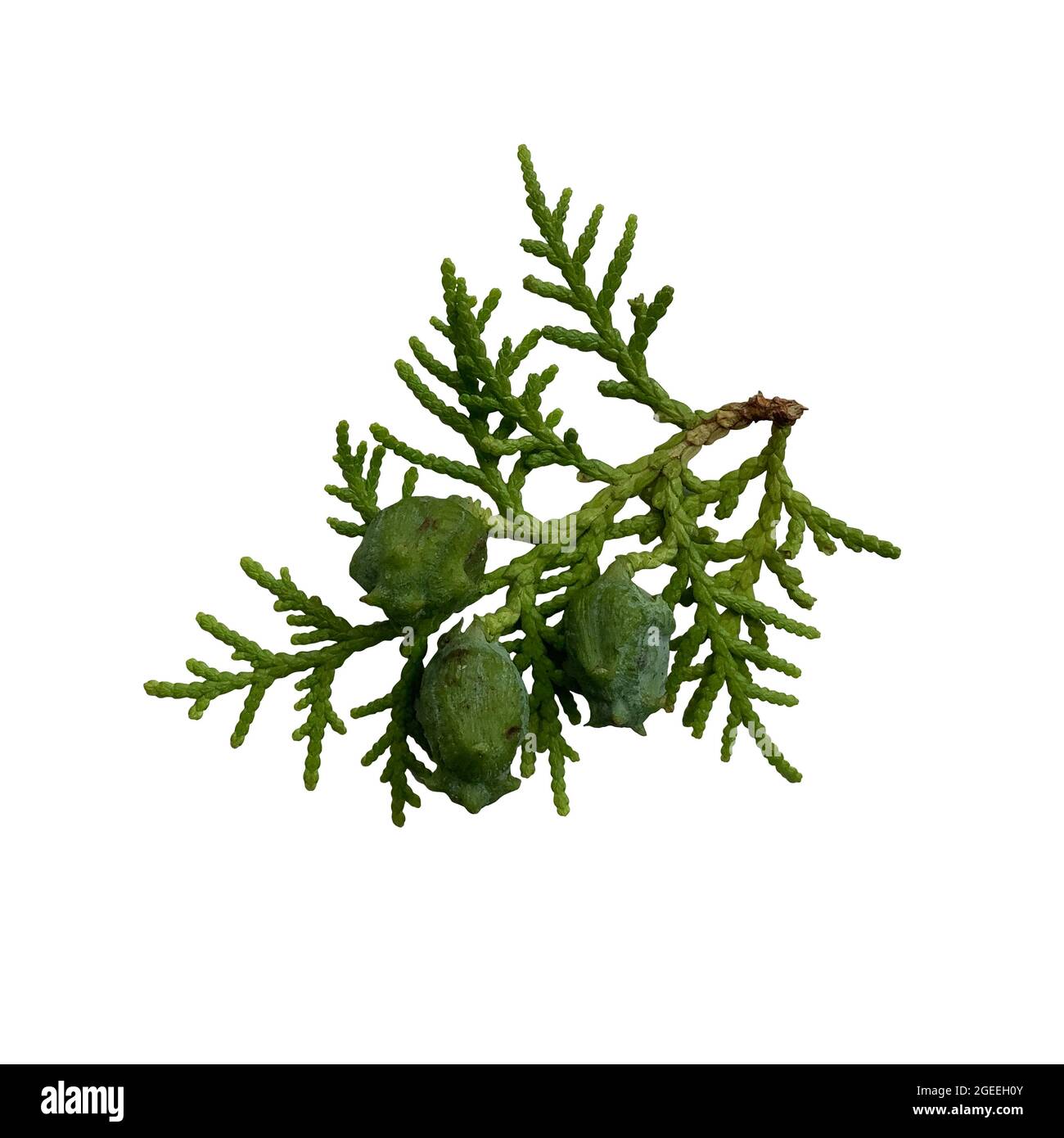 Chinese cedar tree hi-res stock photography and images - Alamy