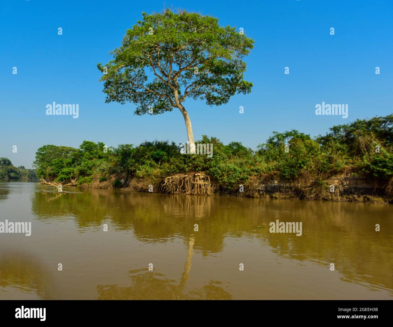 Cuiabá river landscape, Pantanal Forest , Mato grosso, Brazil Stock ...