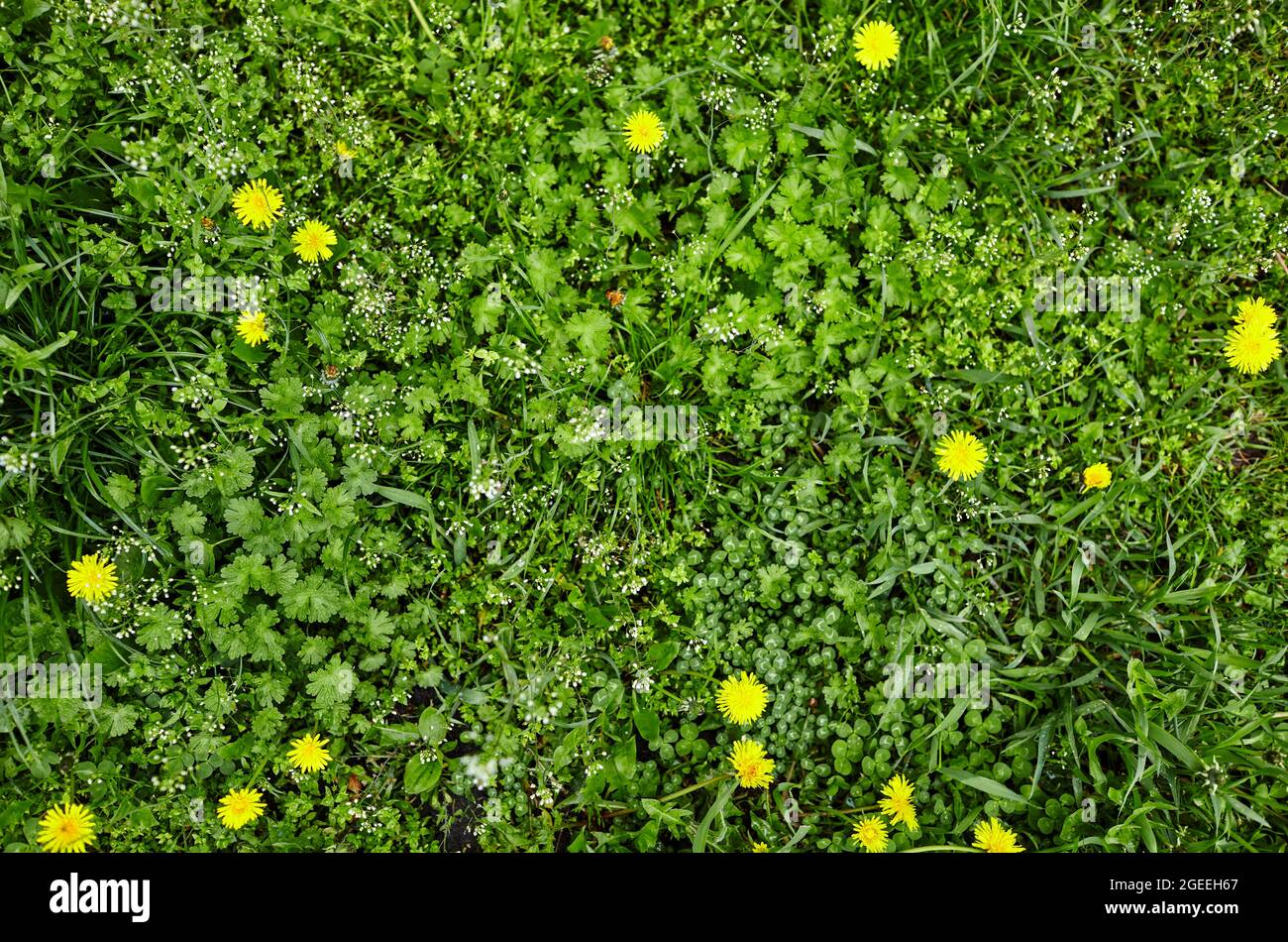 Green field with yellow dandelions in spring. Closeup of yellow spring ...