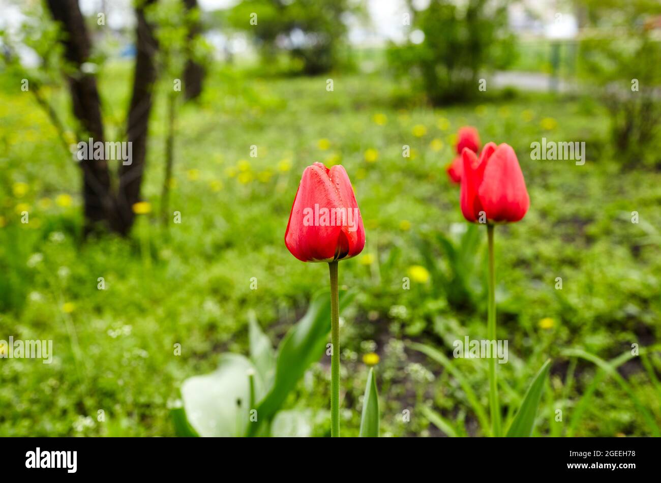 Beautiful tulip flowers blooming in a garden. Beauty tulip plant in the spring garden in rays of ...