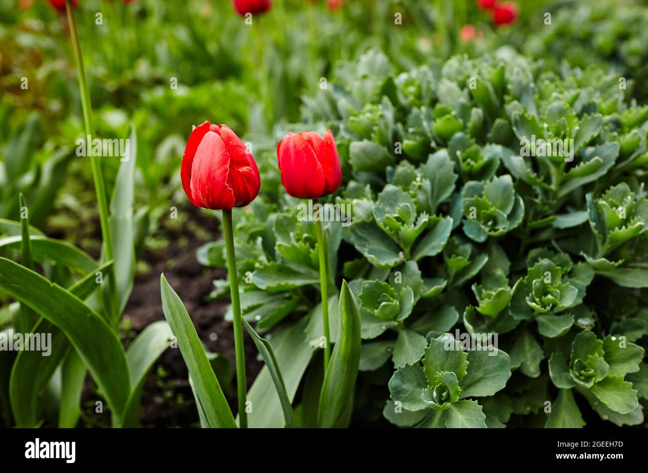 Beautiful tulip flowers blooming in a garden. Beauty tulip plant in the ...