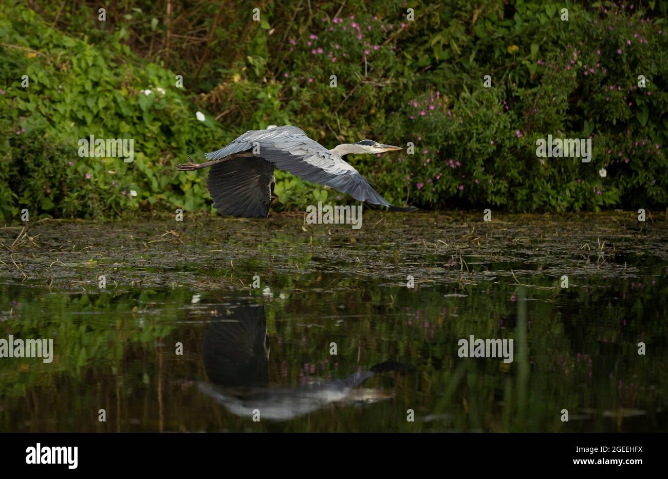 A Heron takes flight along the banks of the river Cam at Grantchester ...