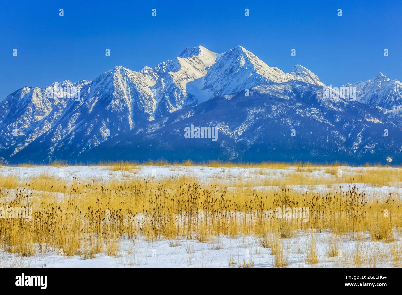 Indian ecosystem hi-res stock photography and images - Alamy