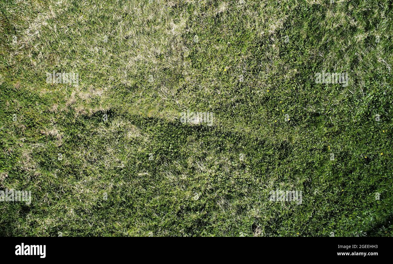 Park green grass background above top drone view Stock Photo - Alamy