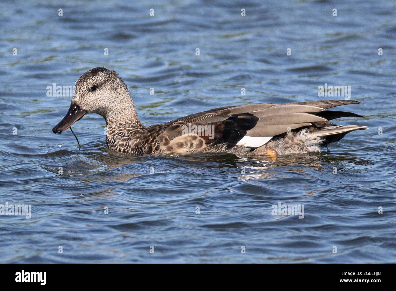 Adult male eclipse Gadwall, Mareca strepera, RSPB Radipole Lake Nature ...