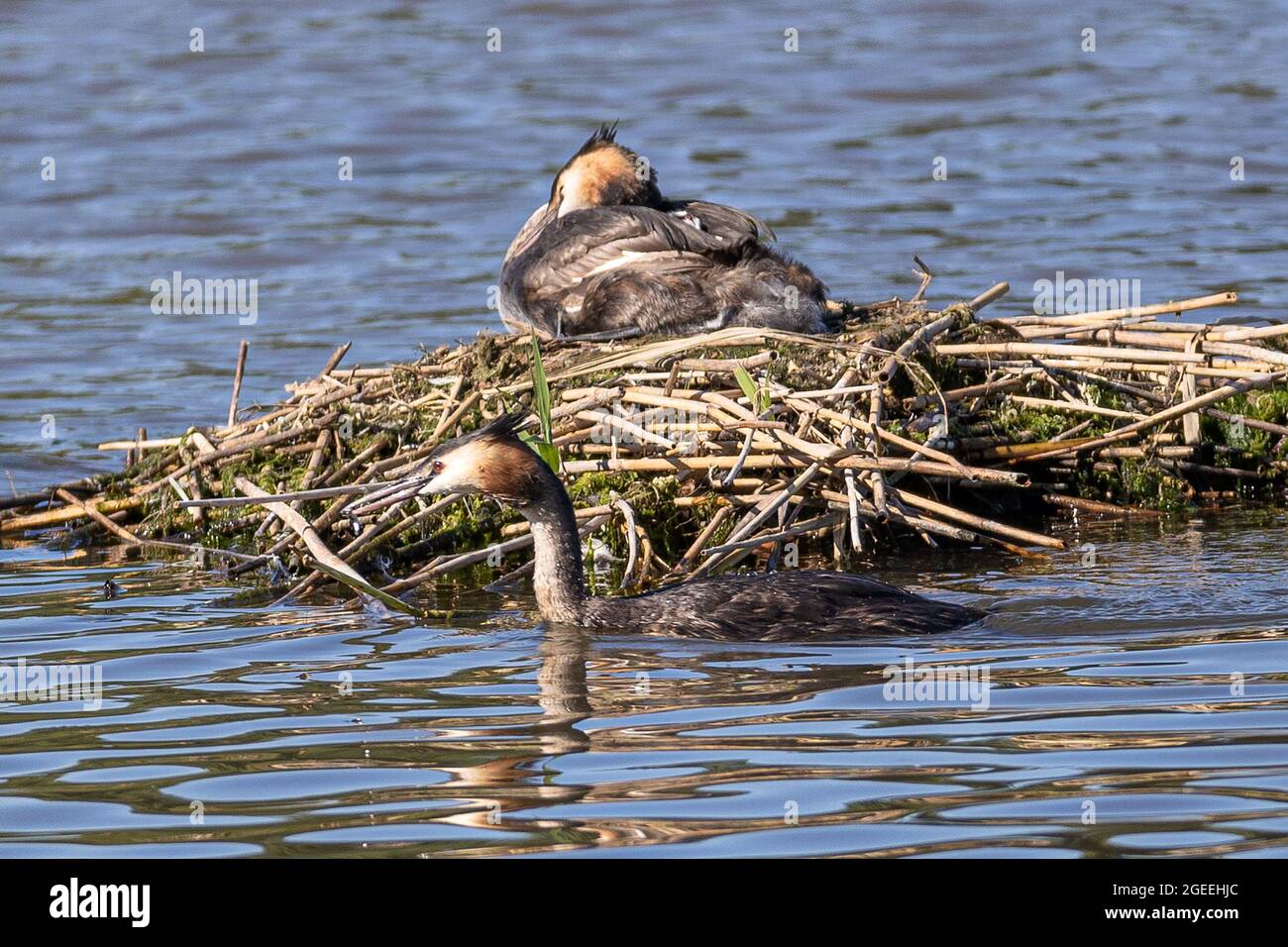 Great crested grebe, Podiceps cristatus, nesting, and feeding, RSPB ...
