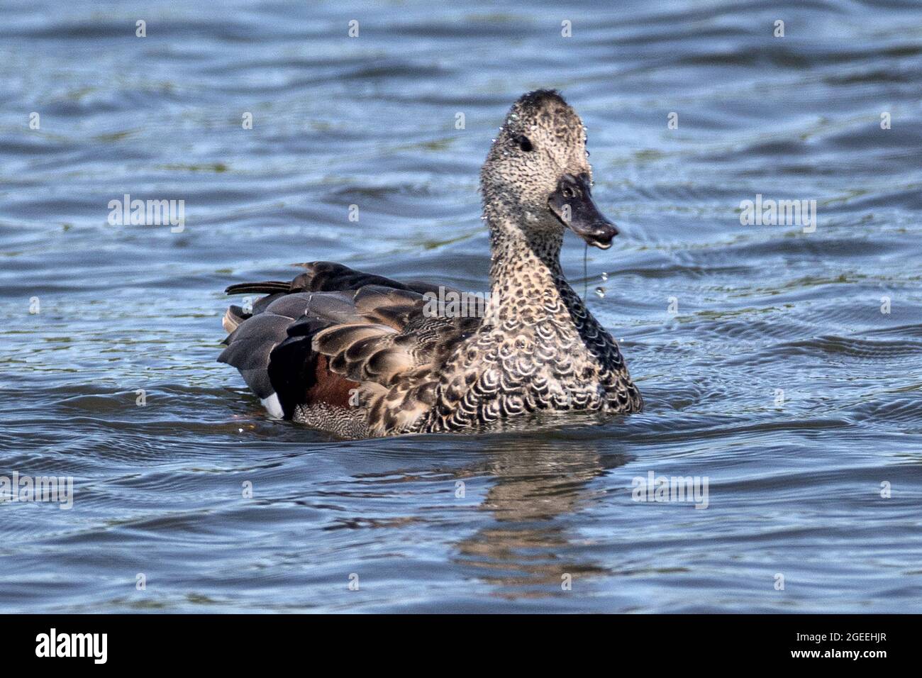 Adult male eclipse Gadwall, Mareca strepera, RSPB Radipole Lake Nature ...