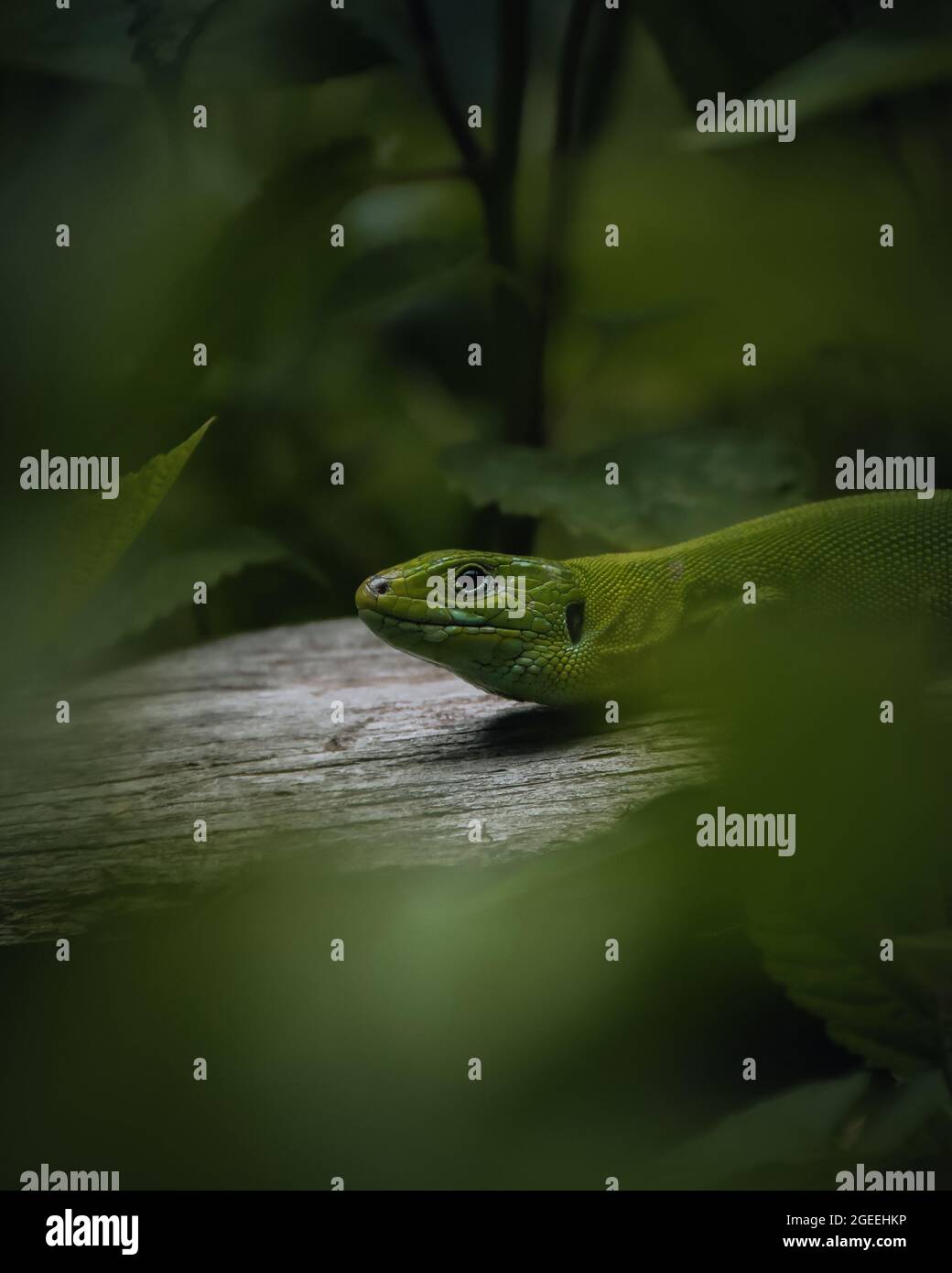Close up green anaconda snake hi-res stock photography and images - Alamy