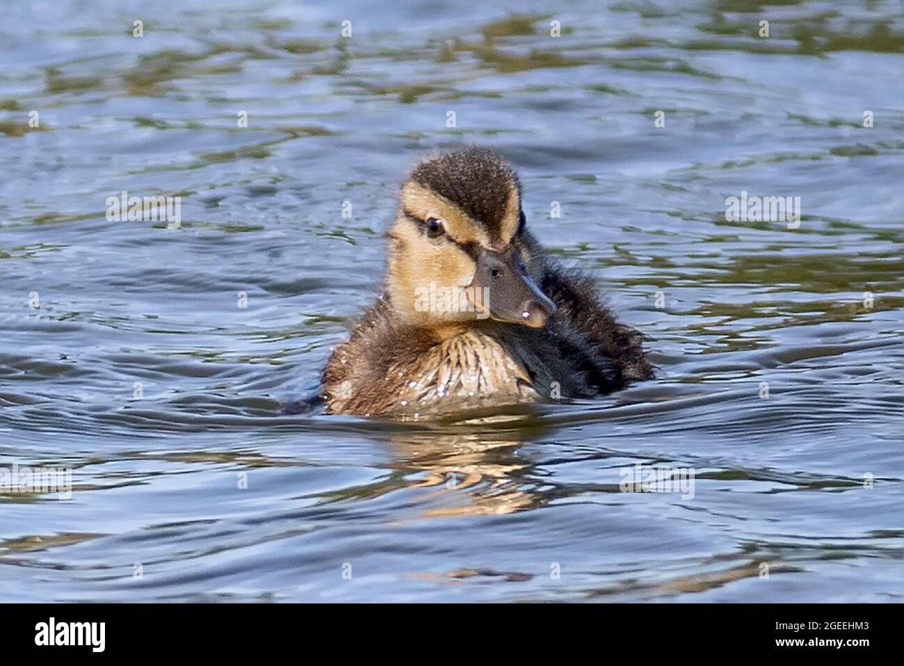 Radipole lake hi-res stock photography and images - Alamy