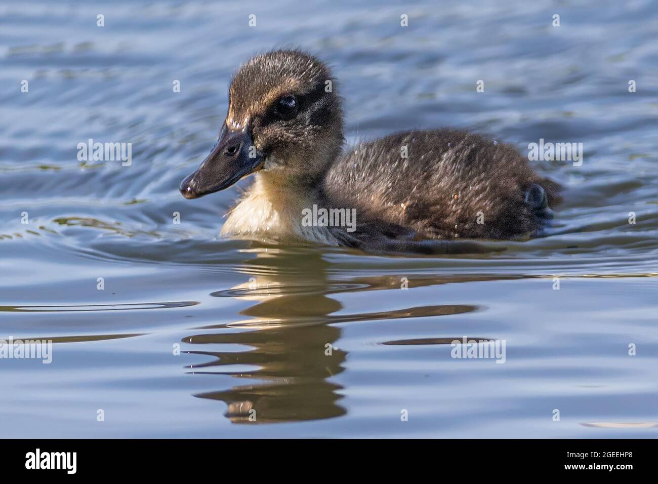 Leucistic, fledgling, Gadwall, Mareca strepera, RSPB Radipole Lake ...