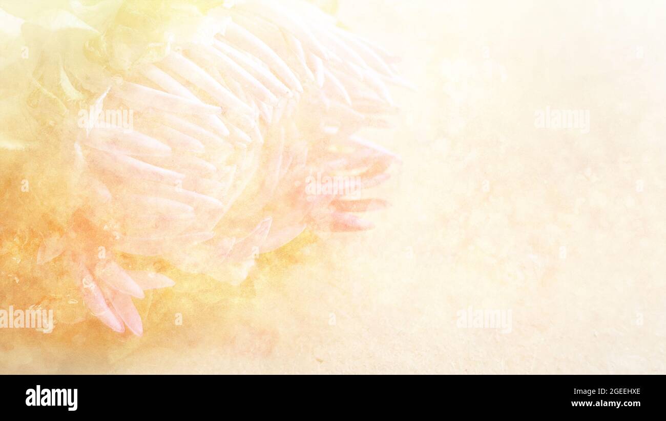 Golden chrysanthemum buds Stock Photo - Alamy