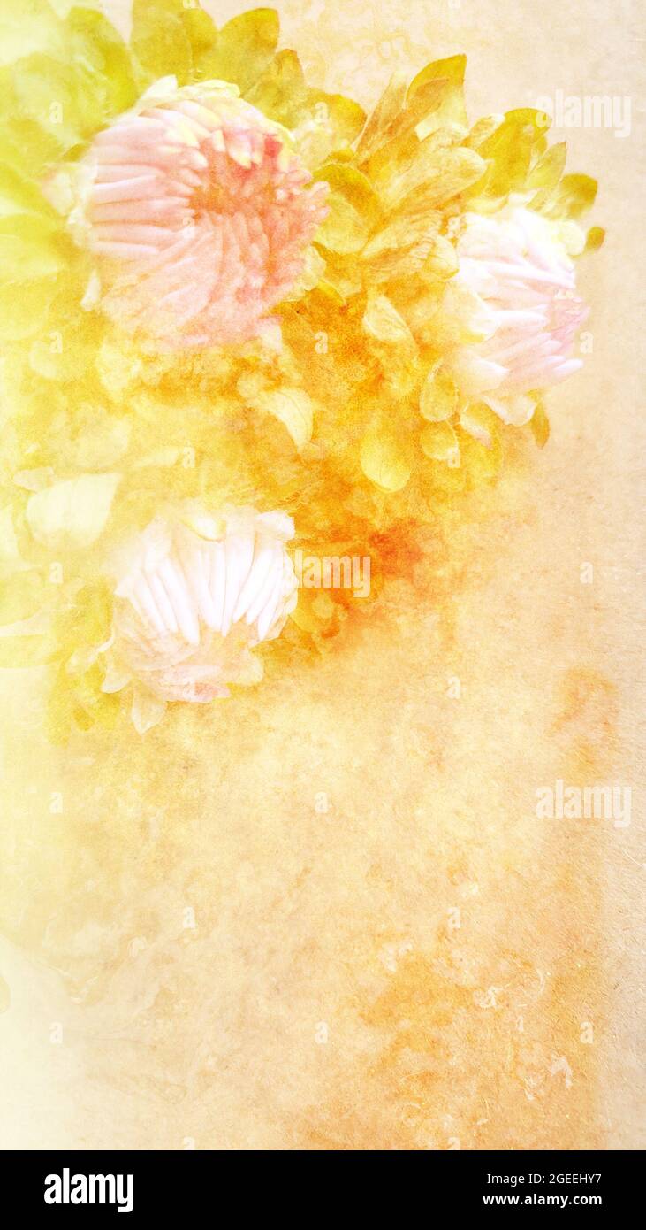 Golden chrysanthemum buds Stock Photo - Alamy