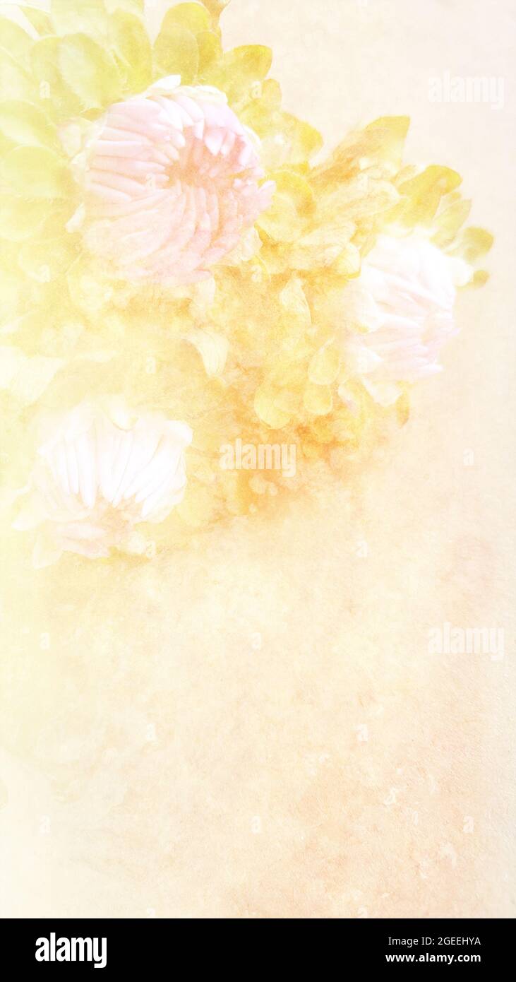 Golden chrysanthemum buds Stock Photo - Alamy