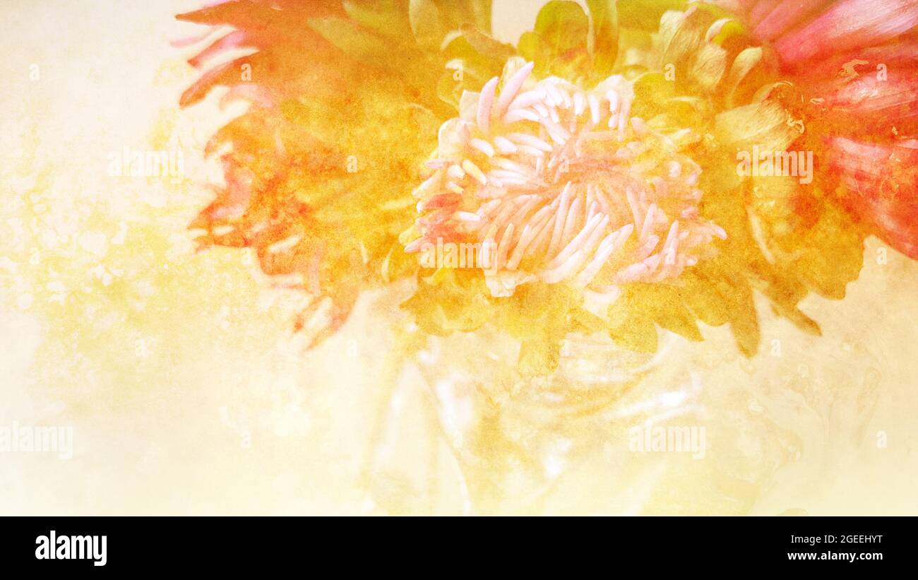 Golden chrysanthemum buds Stock Photo - Alamy