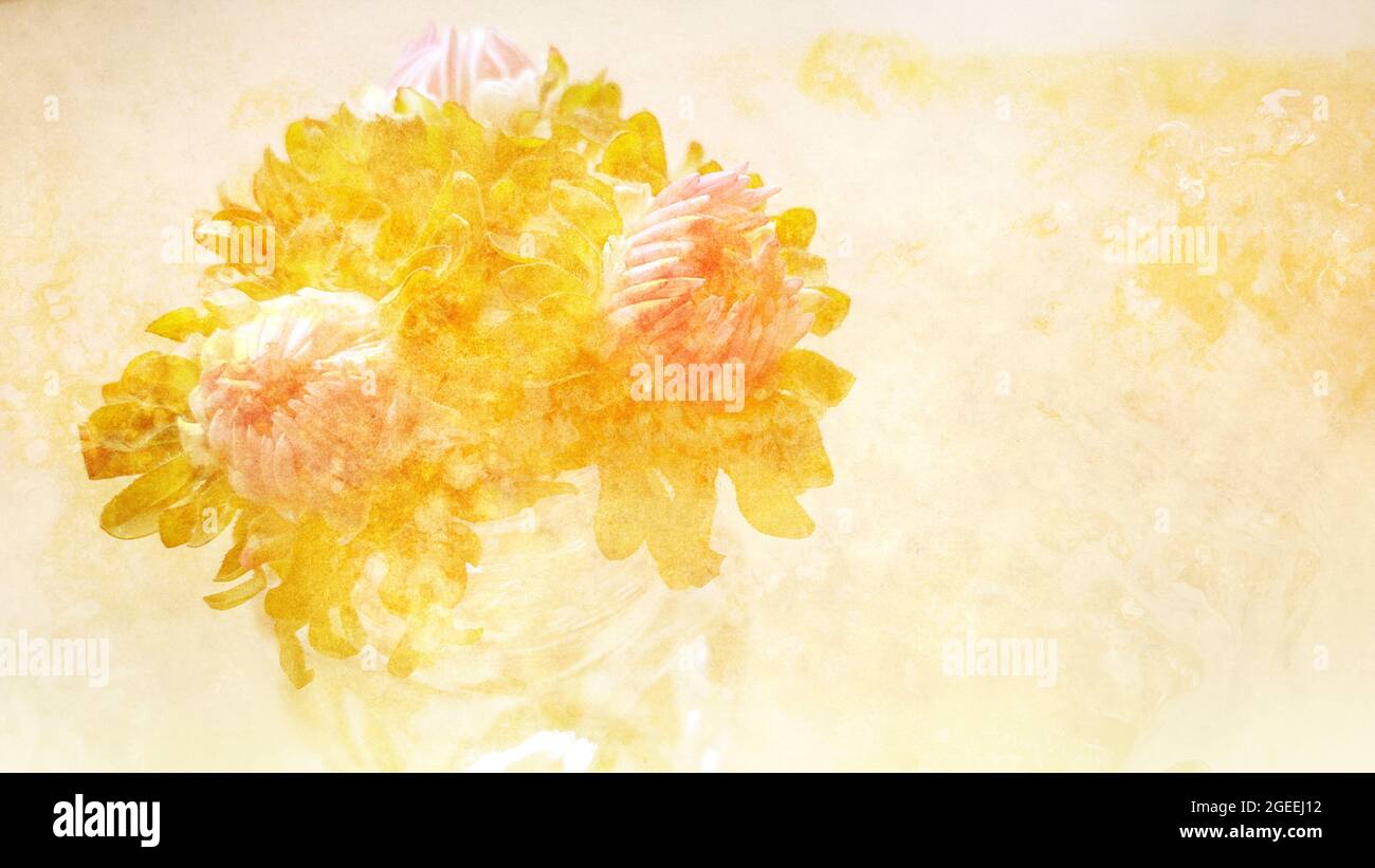 Golden chrysanthemum buds Stock Photo - Alamy