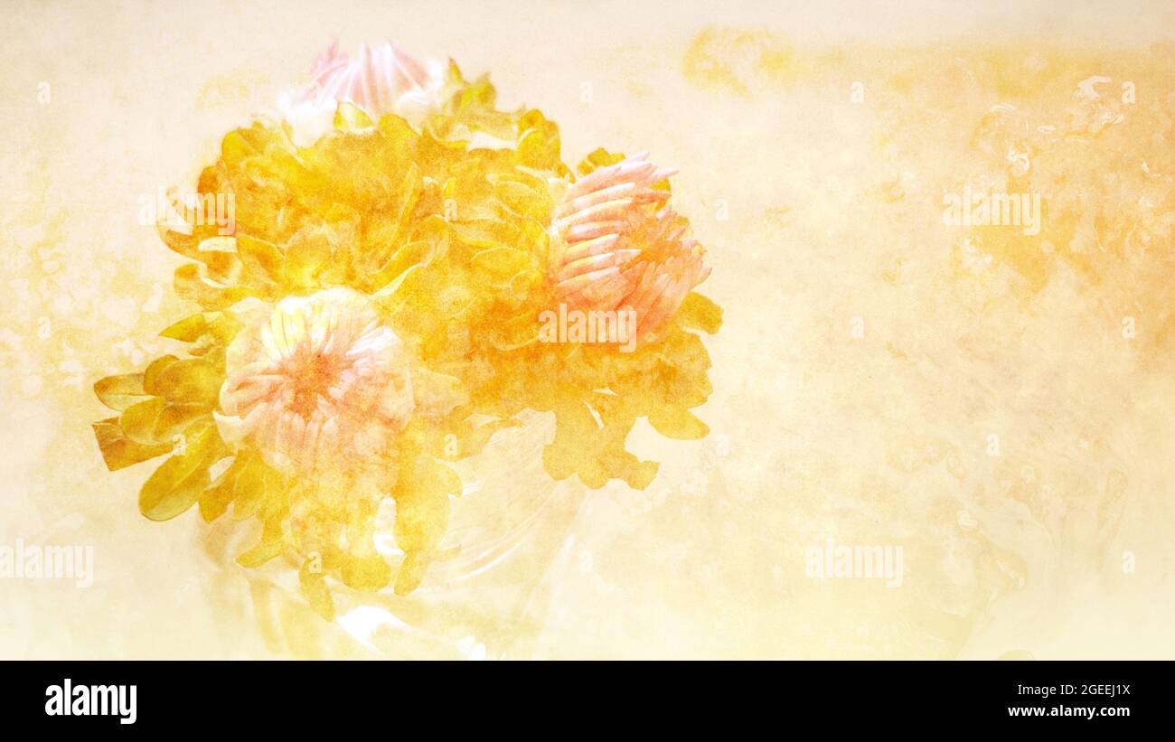 Golden chrysanthemum buds Stock Photo - Alamy