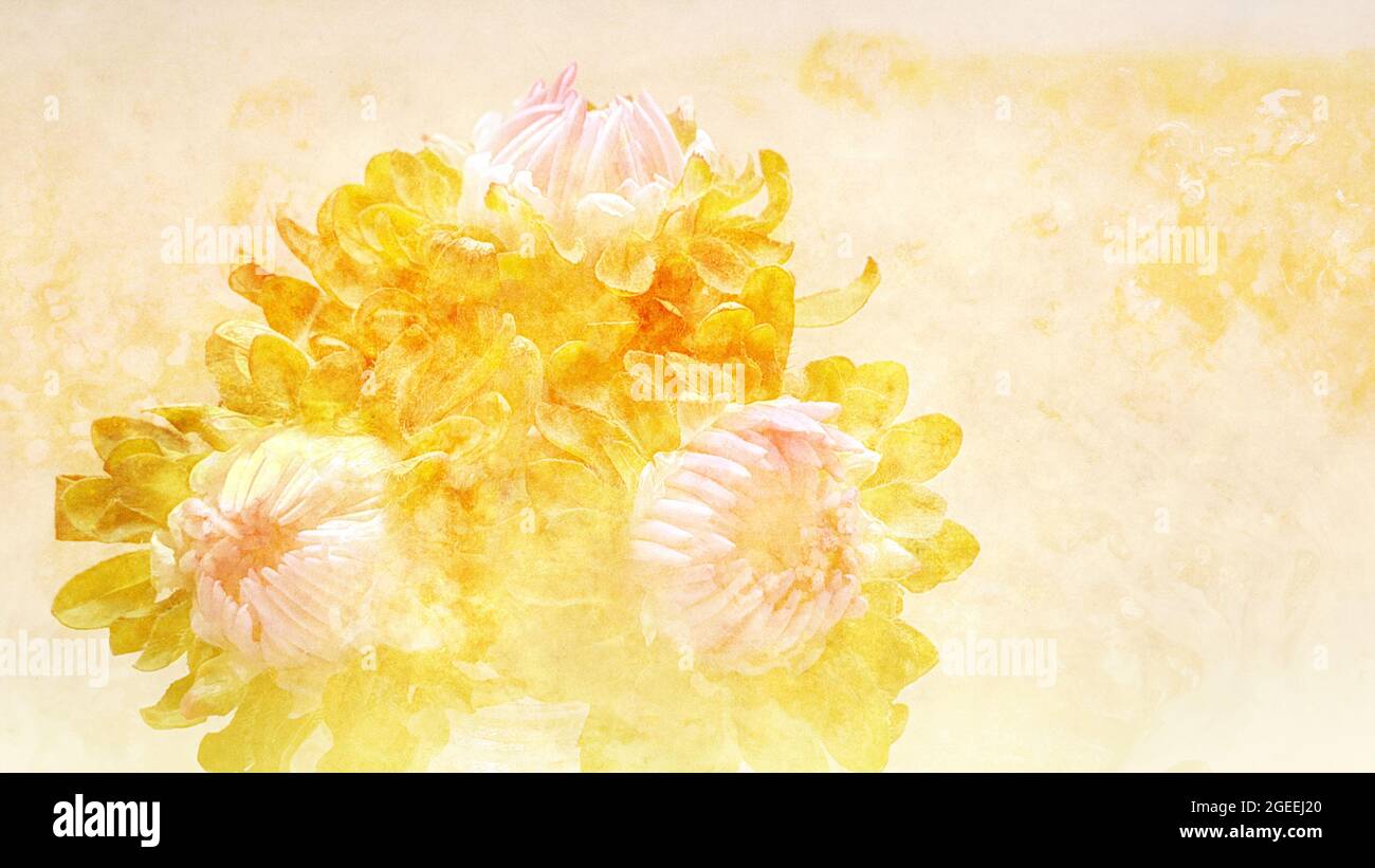 Golden chrysanthemum buds Stock Photo - Alamy