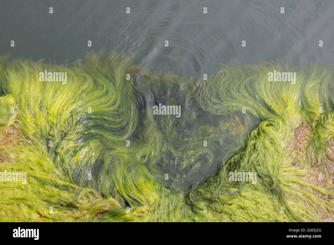 Background of seaweed strands hi-res stock photography and images - Alamy