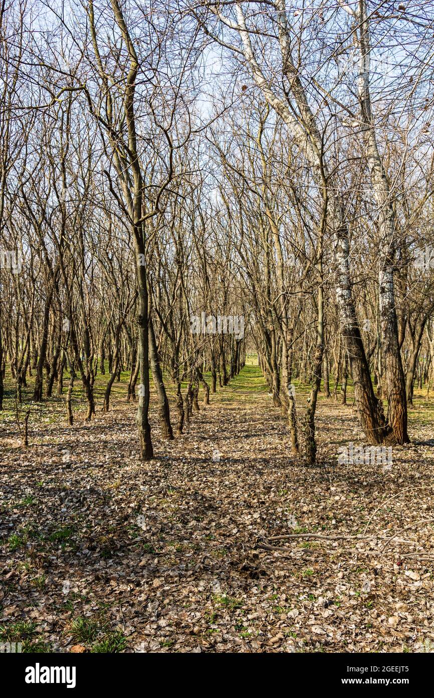 Tree trunks in a dense forest, way through rows of trees Stock Photo ...