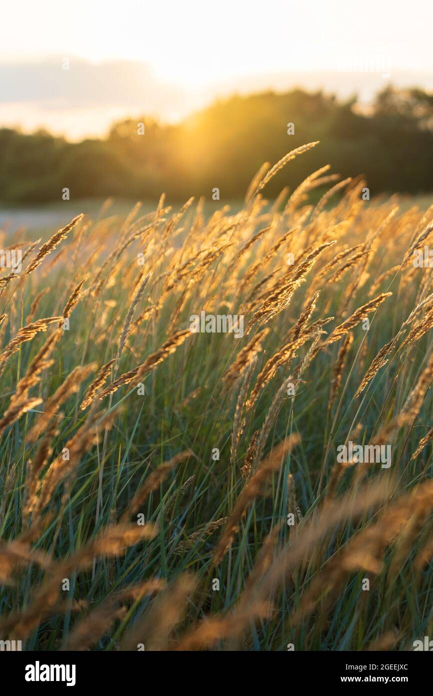 Beach dry grass, reeds, stalks blowing on the wind at golden sunset ...