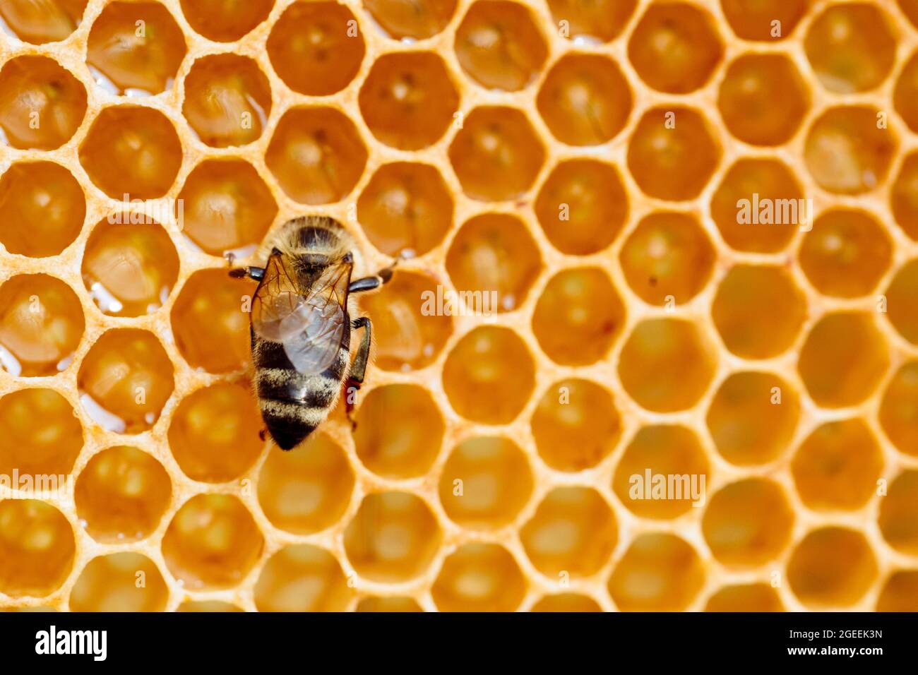 Worker honey bees hi-res stock photography and images - Alamy