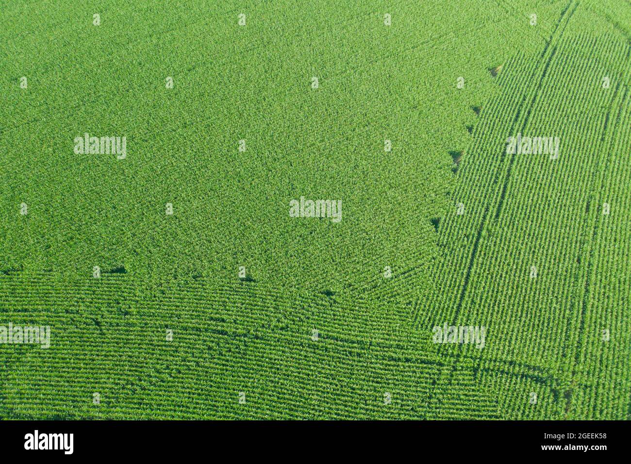 Sudeten foothills. Undulating terrain covered with arable fields ...