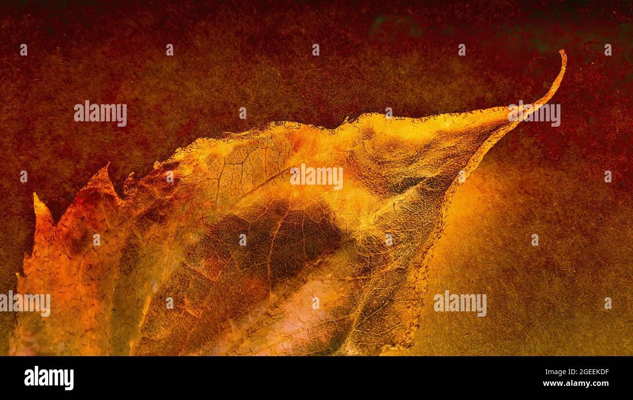 Doodle exotic natural leaf hi-res stock photography and images - Alamy