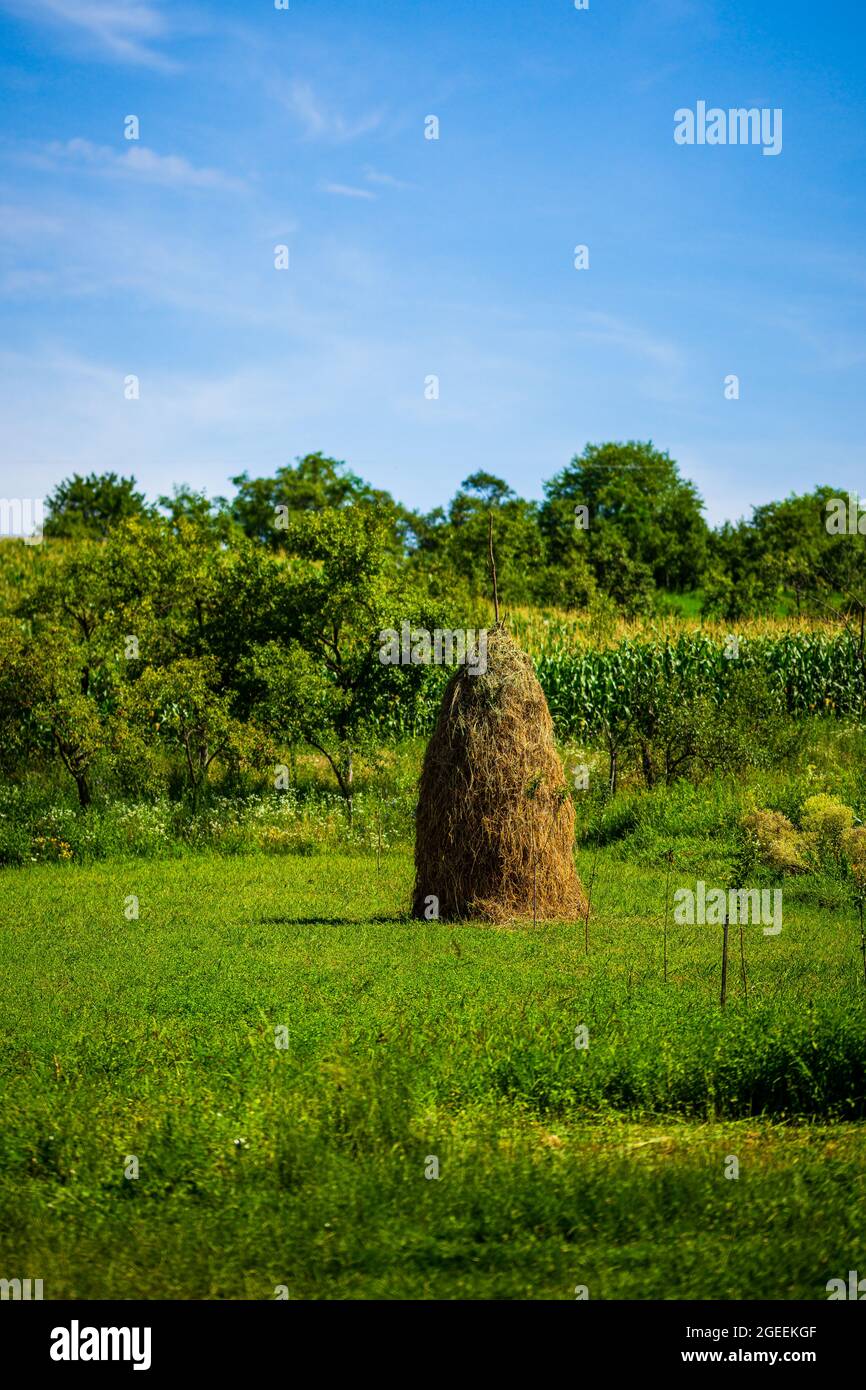 Traditional eastern european haystacks on field Stock Photo - Alamy