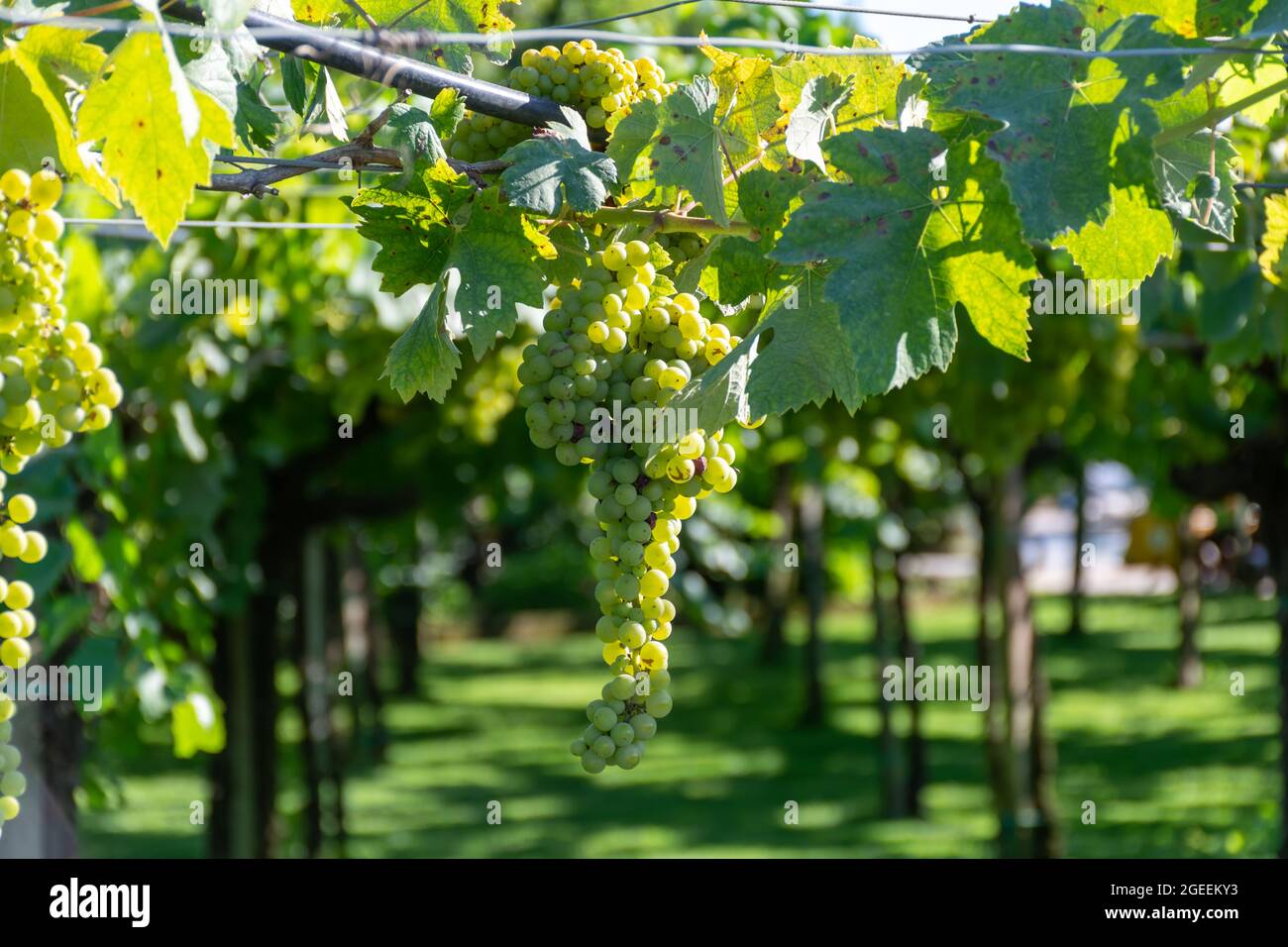 Bunches of white wine muscat grapes ripening in sunlights on vineyards ...