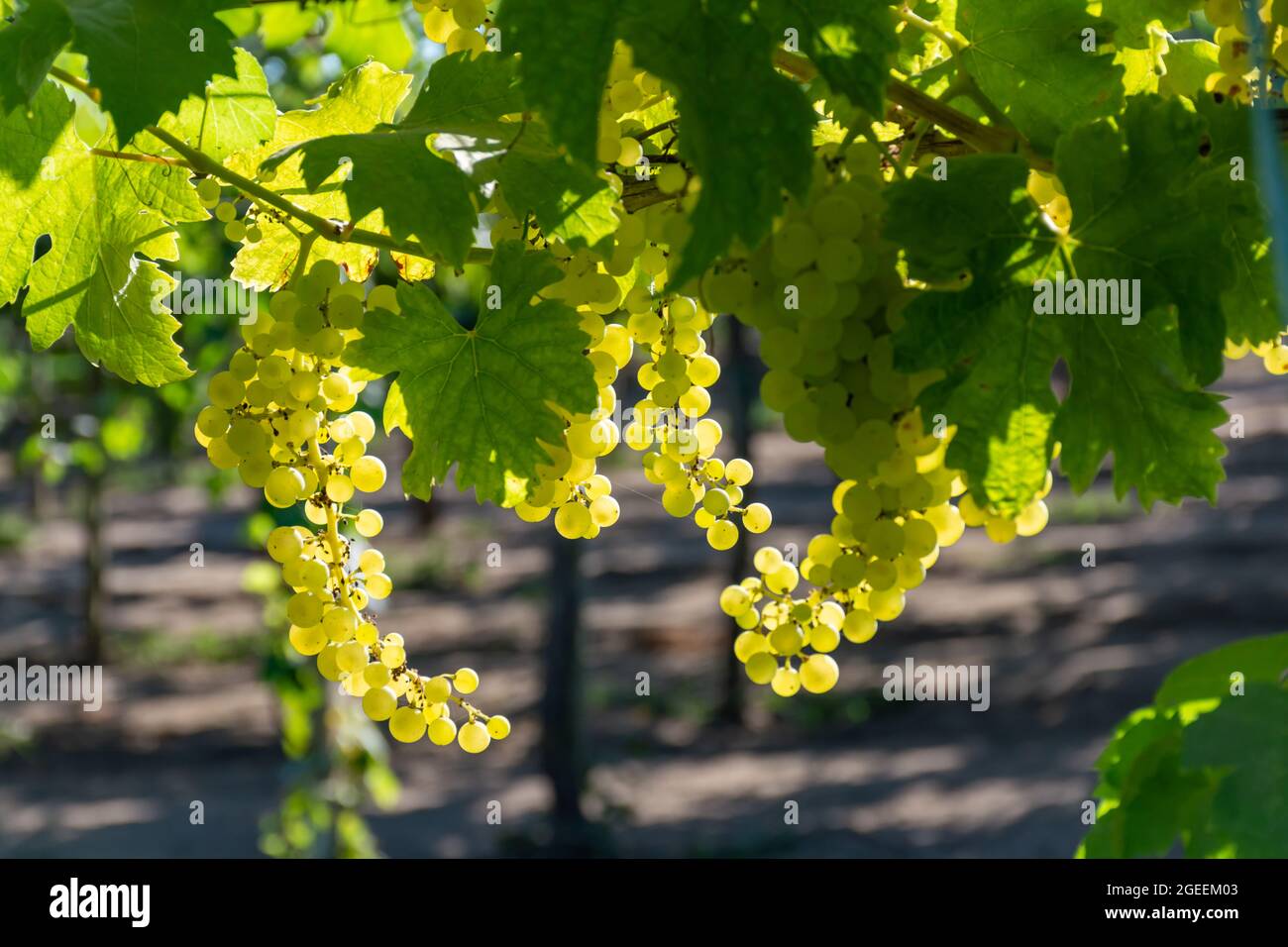Bunches of white wine muscat grapes ripening in sunlights on vineyards ...