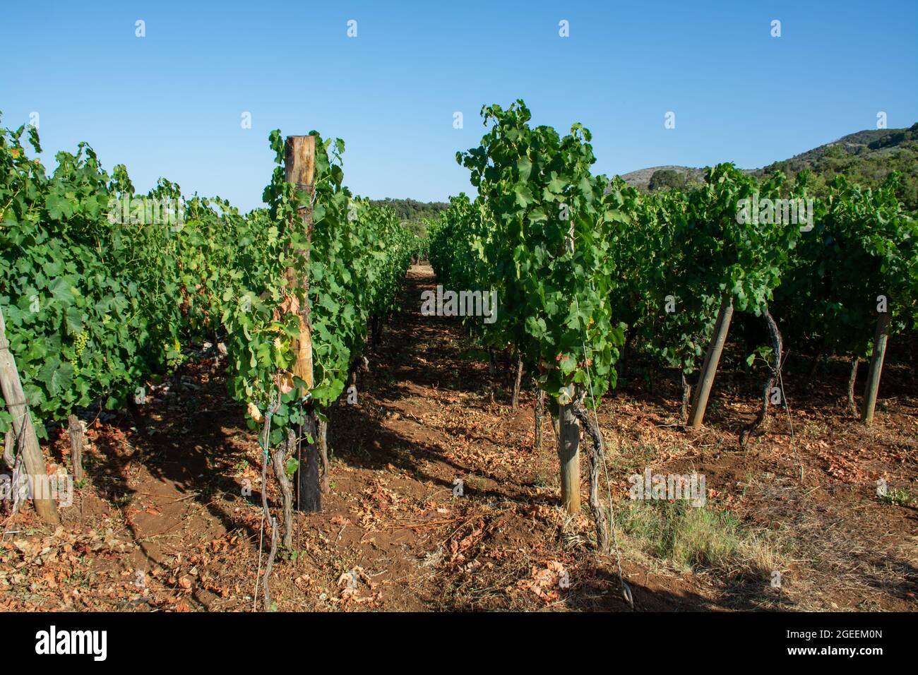 Bunches of white wine trebbiano grapes ripening in sunlights on ...