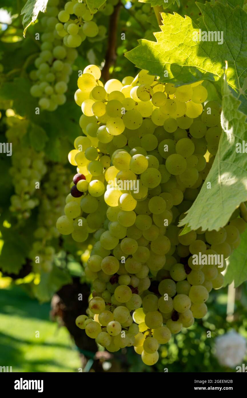 Bunches of white wine muscat grapes ripening in sunlights on vineyards ...