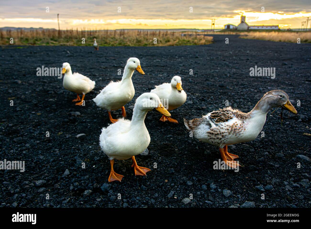 Closeup shot of ducks on the farm Stock Photo - Alamy