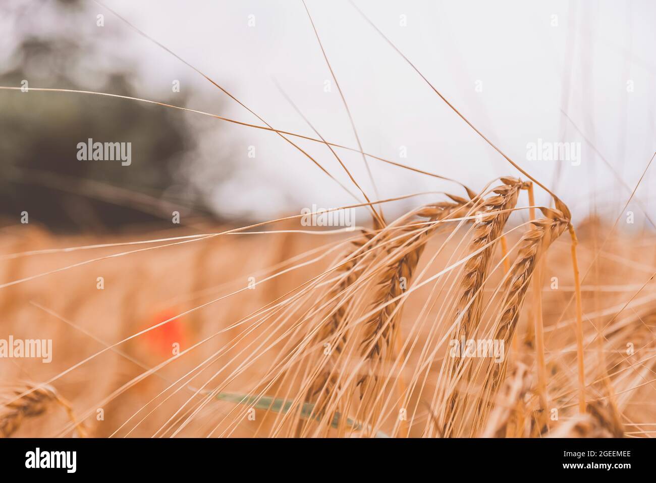 Bending with the wind hi-res stock photography and images - Alamy