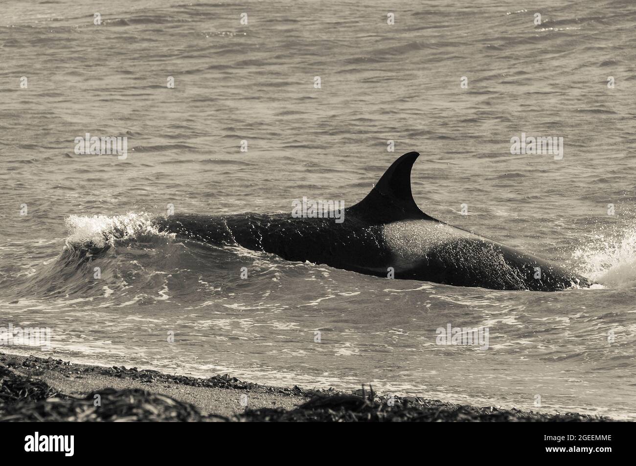 Killer whale hunting sea lions hi-res stock photography and images - Alamy