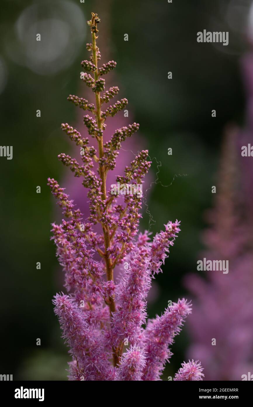 False goats beard flower hi-res stock photography and images - Alamy
