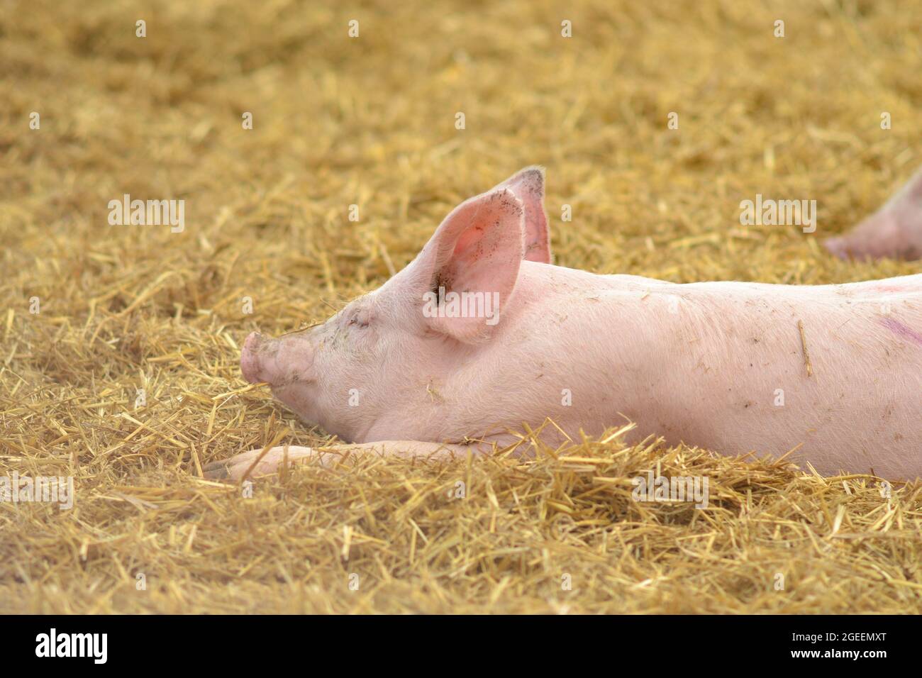 pig is sleeping on dry straw on a farm Stock Photo - Alamy