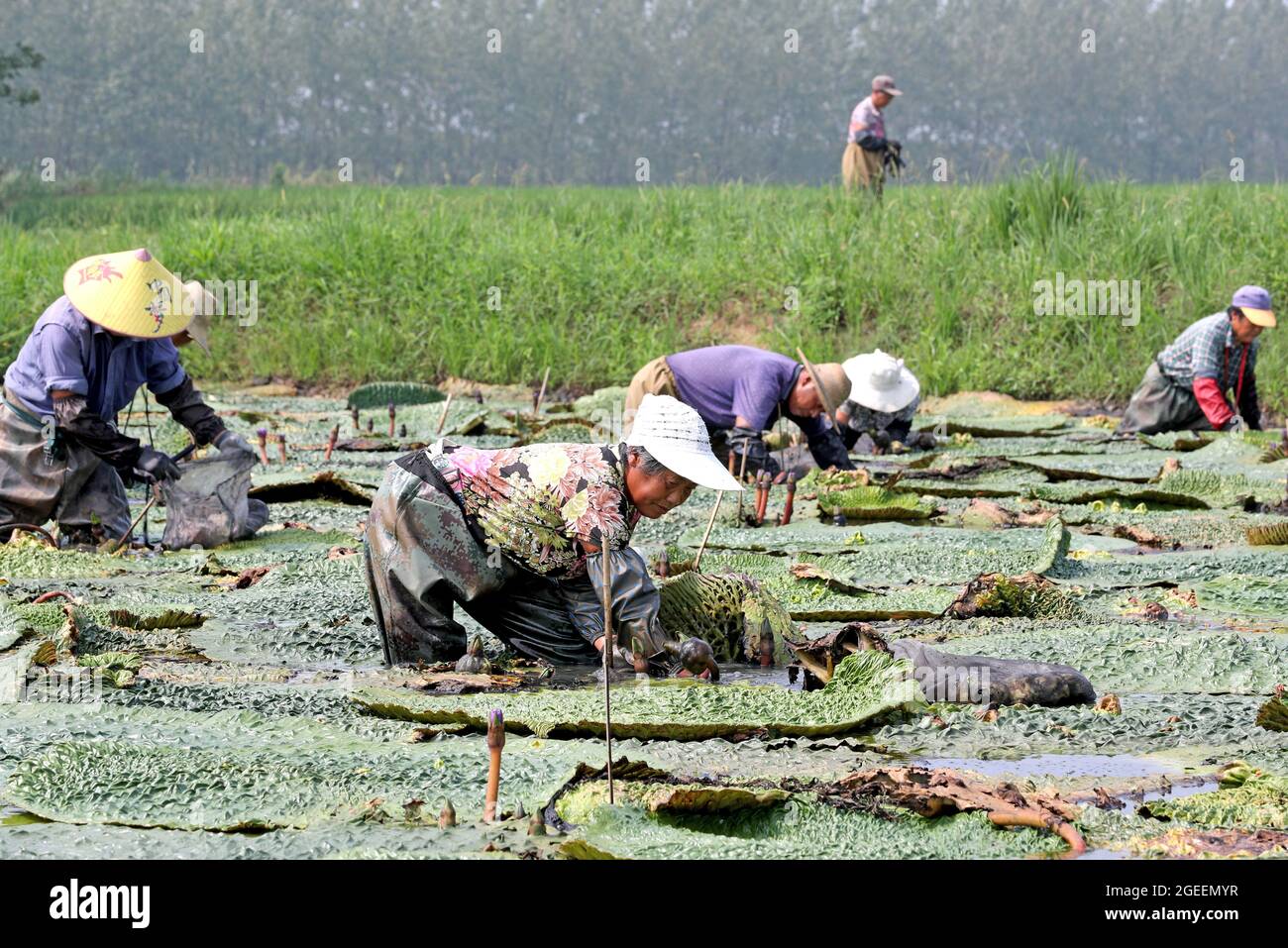 Chuzhou, China. 19th Aug, 2021. Farmers pick gorgon fruit or Qianshi at ...
